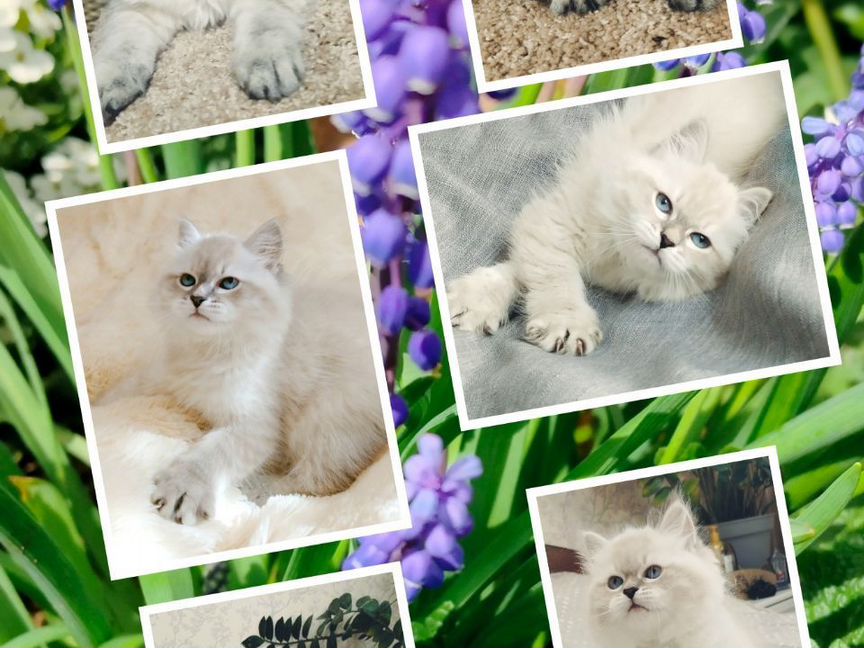 Невские маскарадные котята