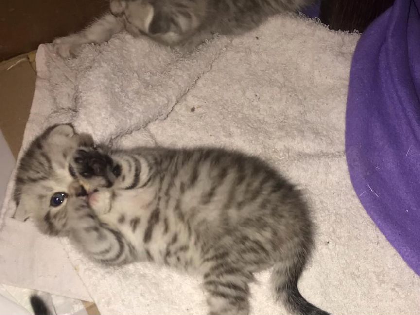 Шотландские котята