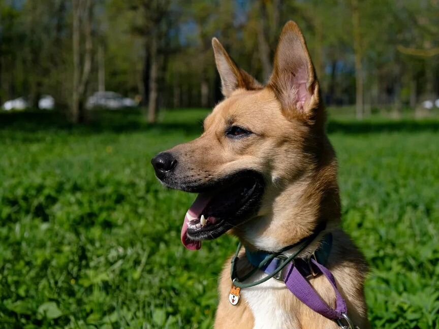 Собаки из приюта