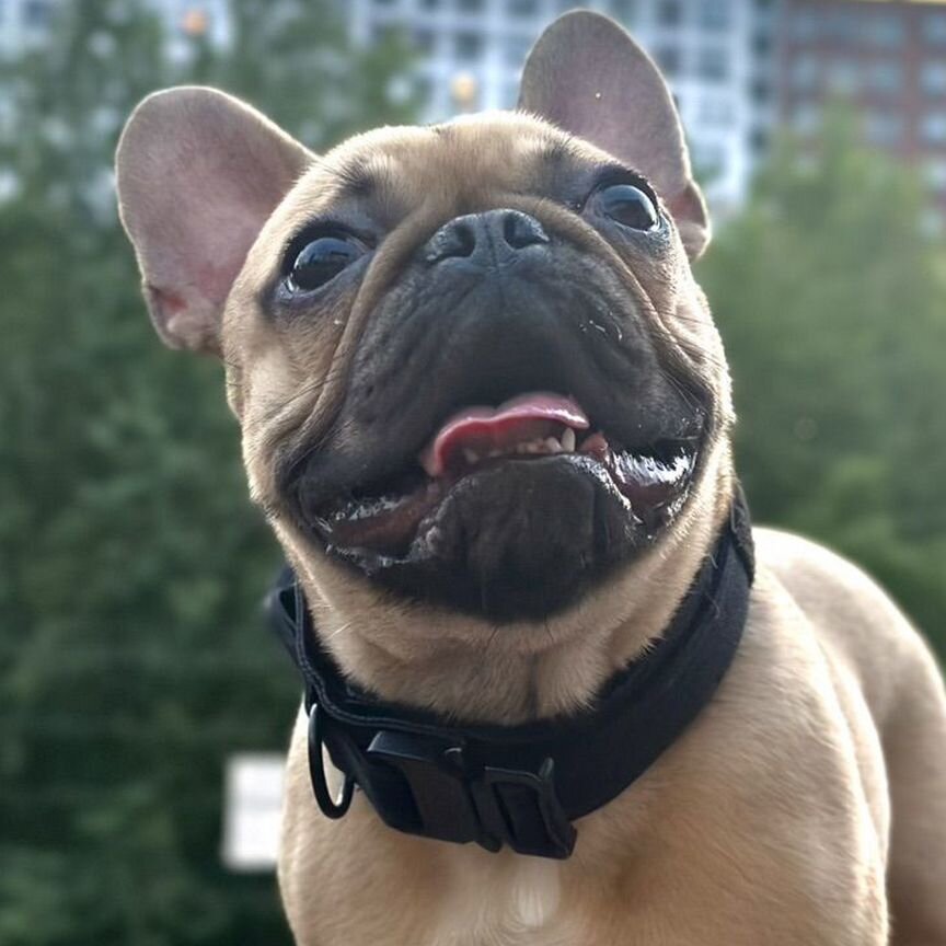 Французский бульдог, взрослый пёс