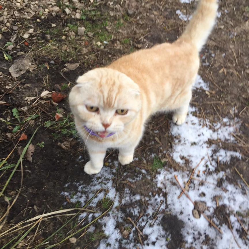 Котик в добрые руки