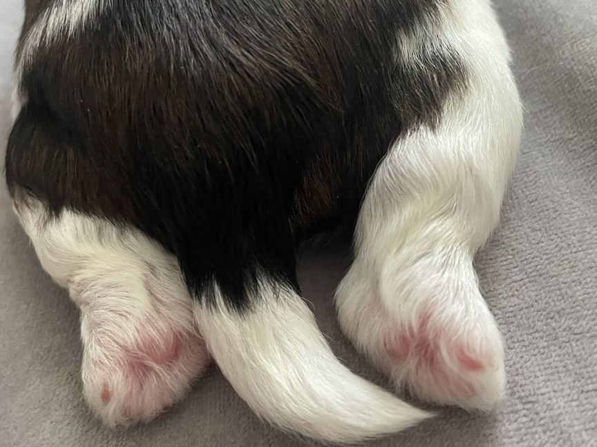 Щенки Ши-Тцу от породистых родителей