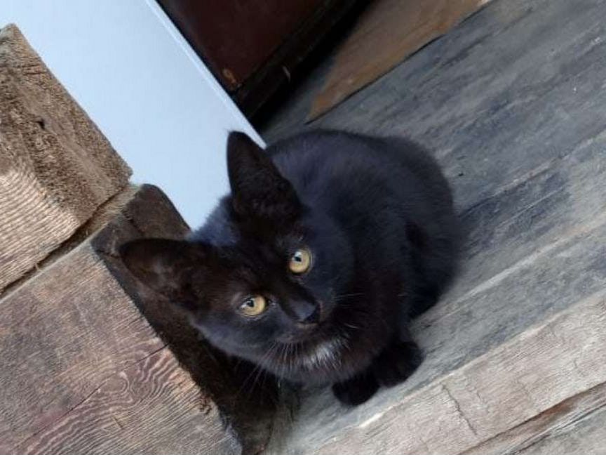 Котята