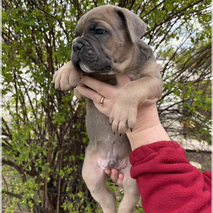 Кане-корсо, щенок