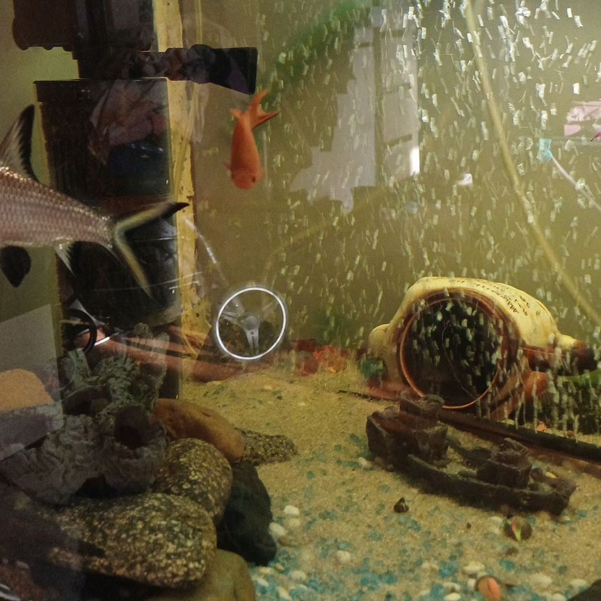 Аквариумные рыбки