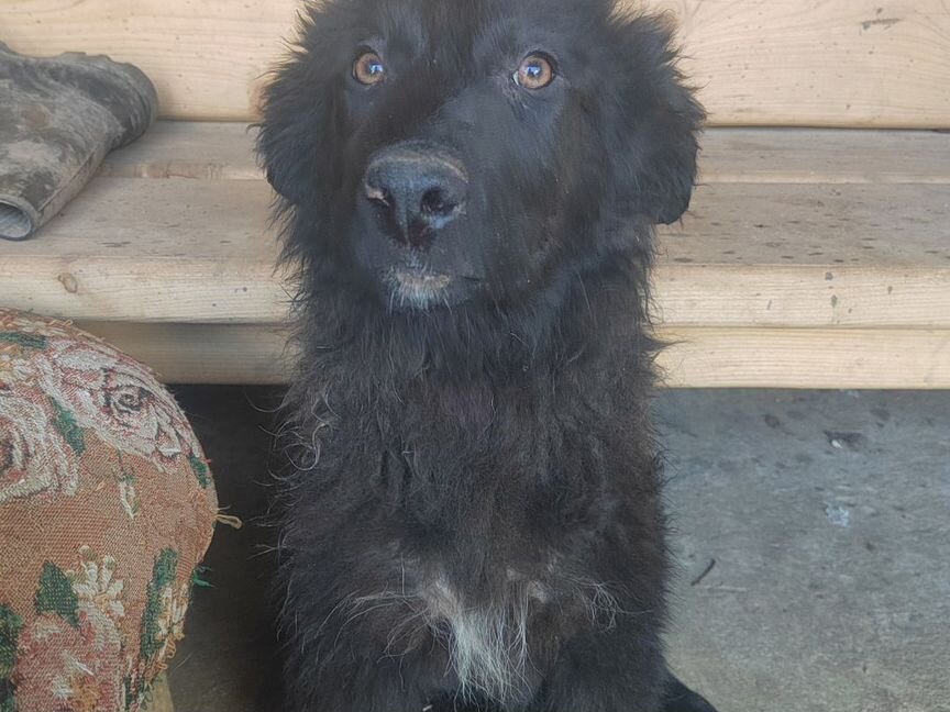 Щенки Русские дворовые