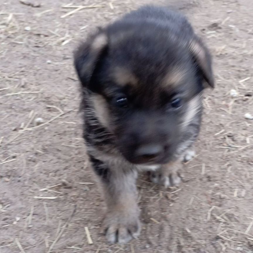 Немецкая овчарка, щенок