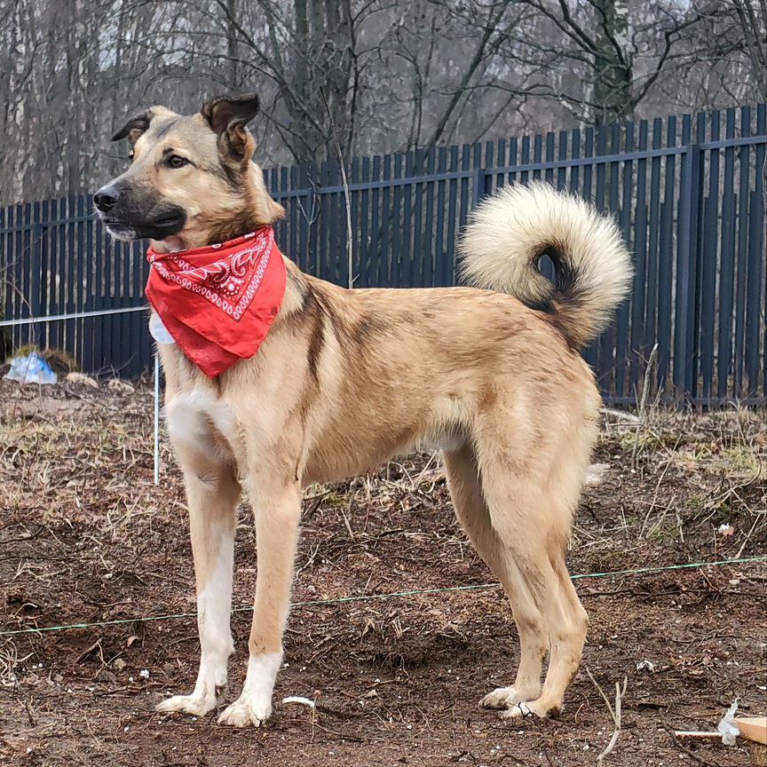 Полтора года без семьи в добрые руки собака