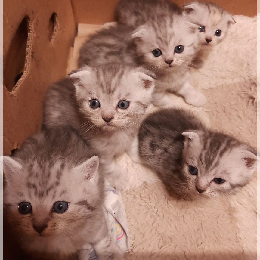 Шотландский вислоухий короткошёрстный котёнок