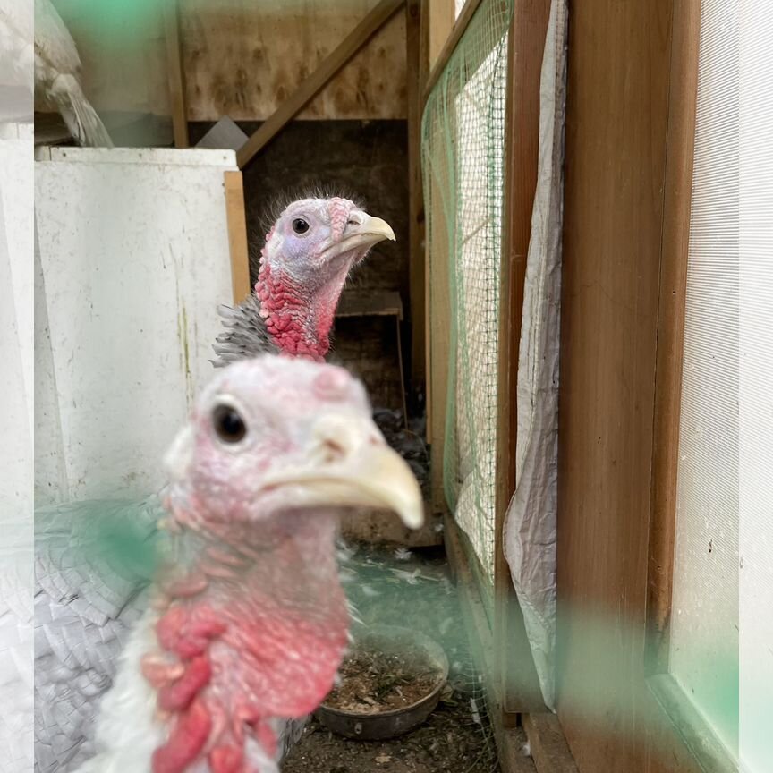 Индюки домашние