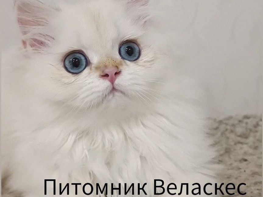 Британский блондин