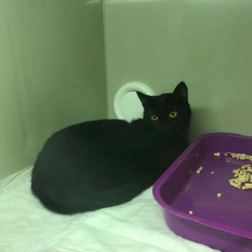 Кошечка Урсула ищет дом