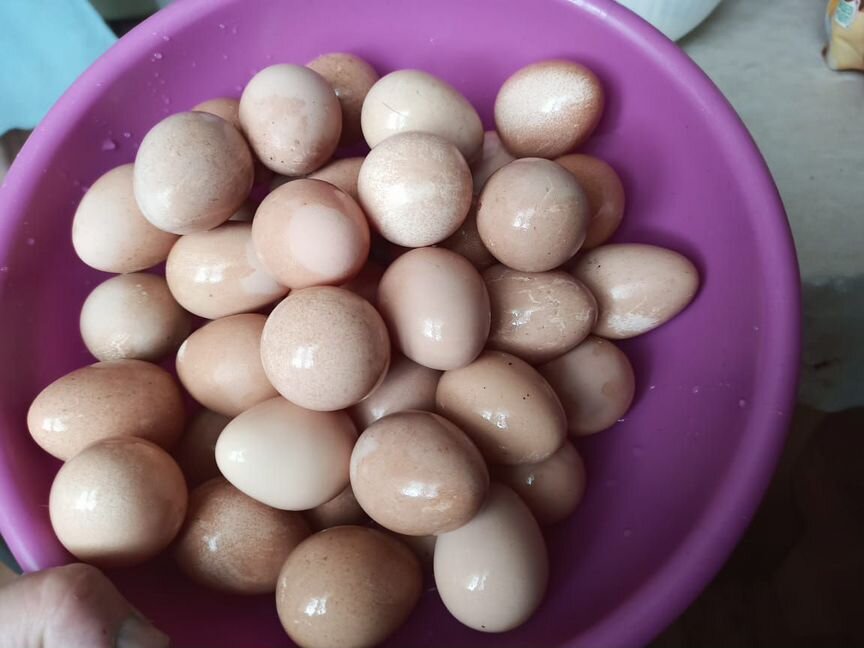 Яйцо цесарки пищевое