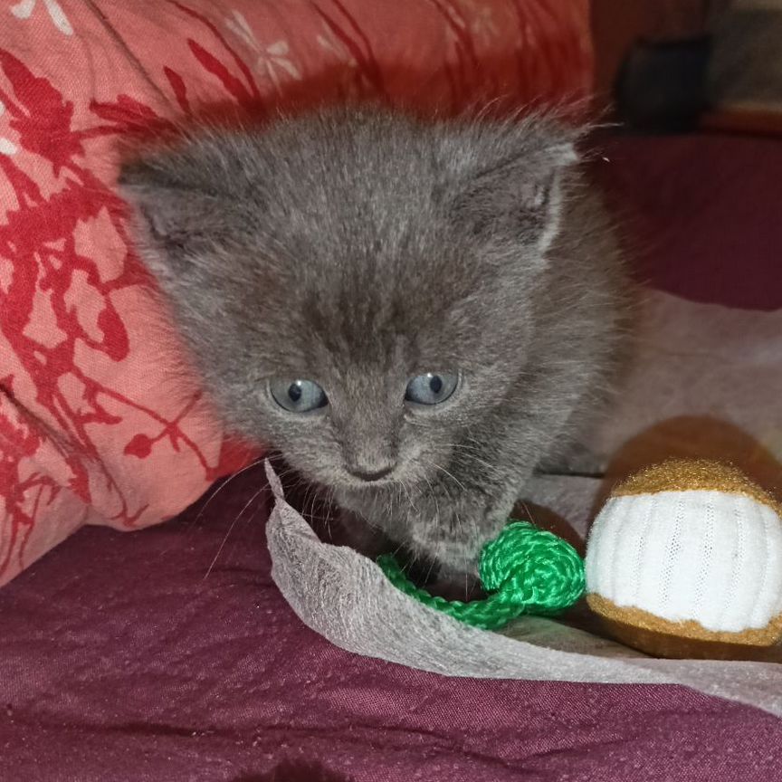 Отдам котенка в добрые руки