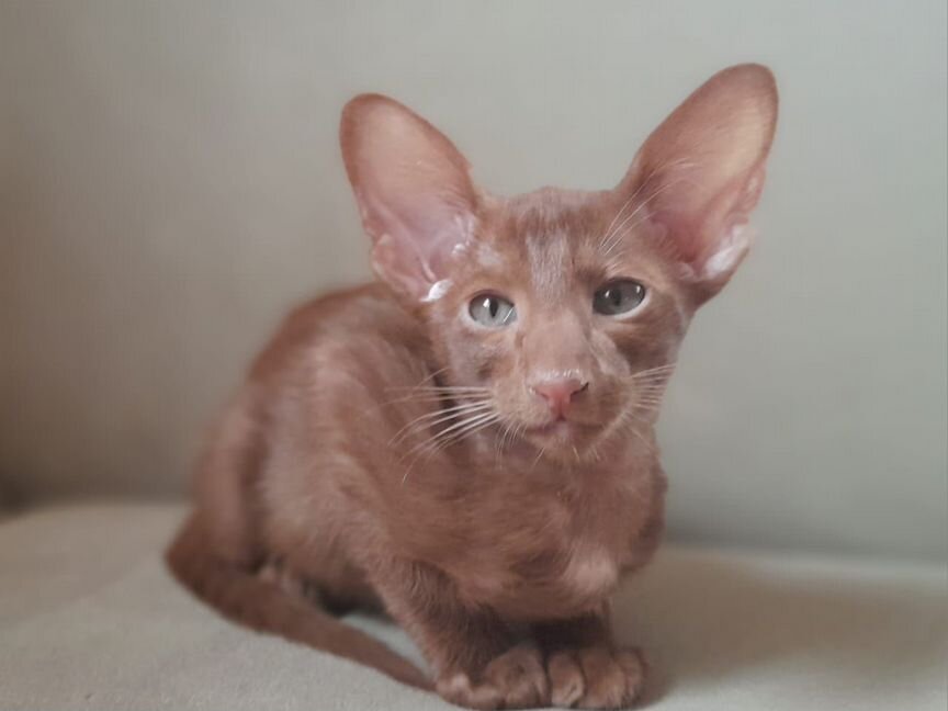 Котик циннамон