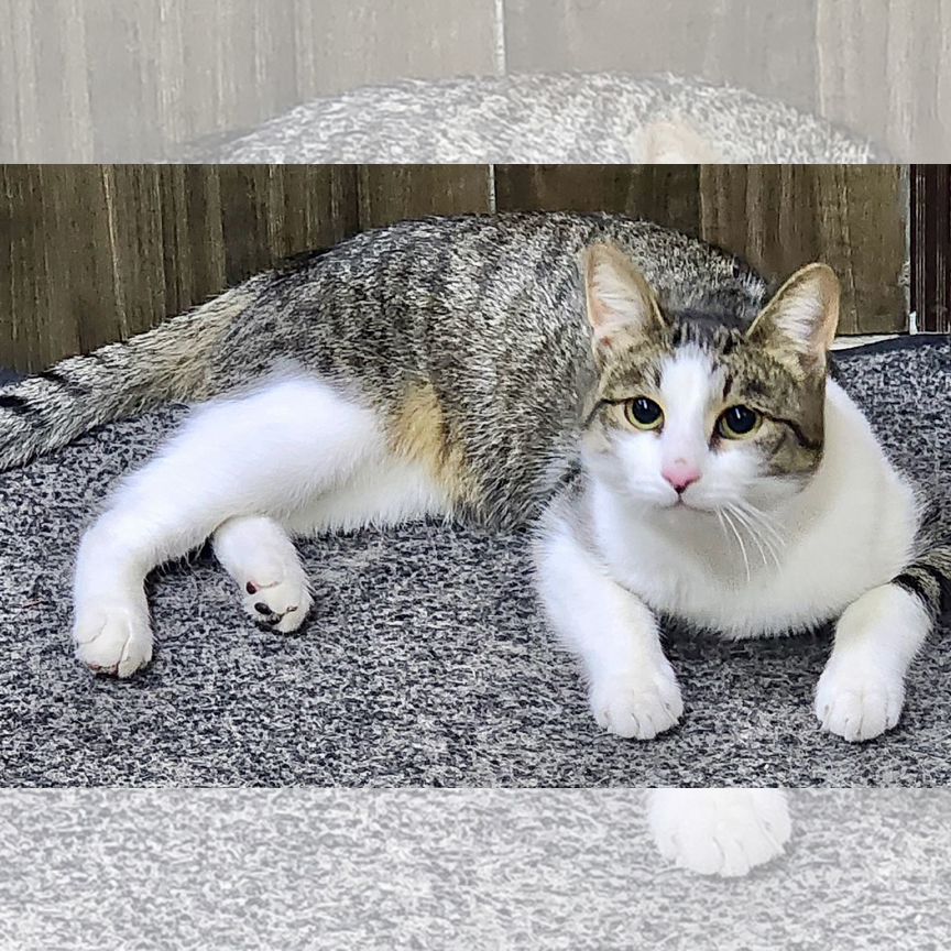 Взрослый кот в добрые руки