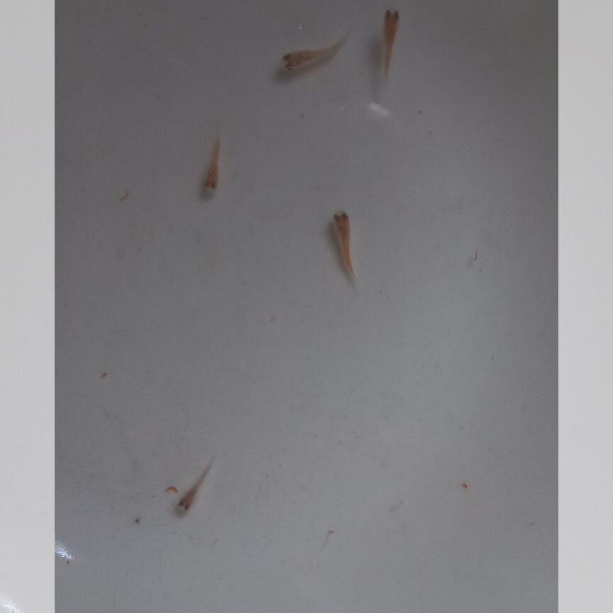 Пецилии мальки