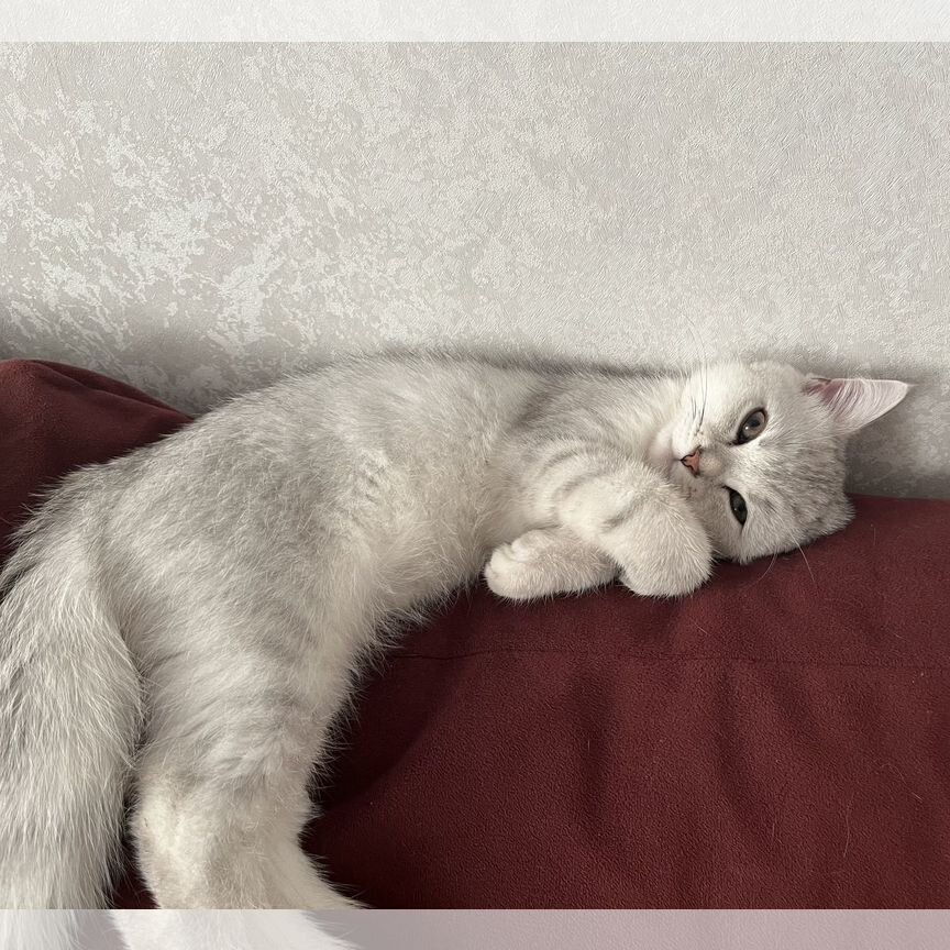 Шотландские прямоухие котята