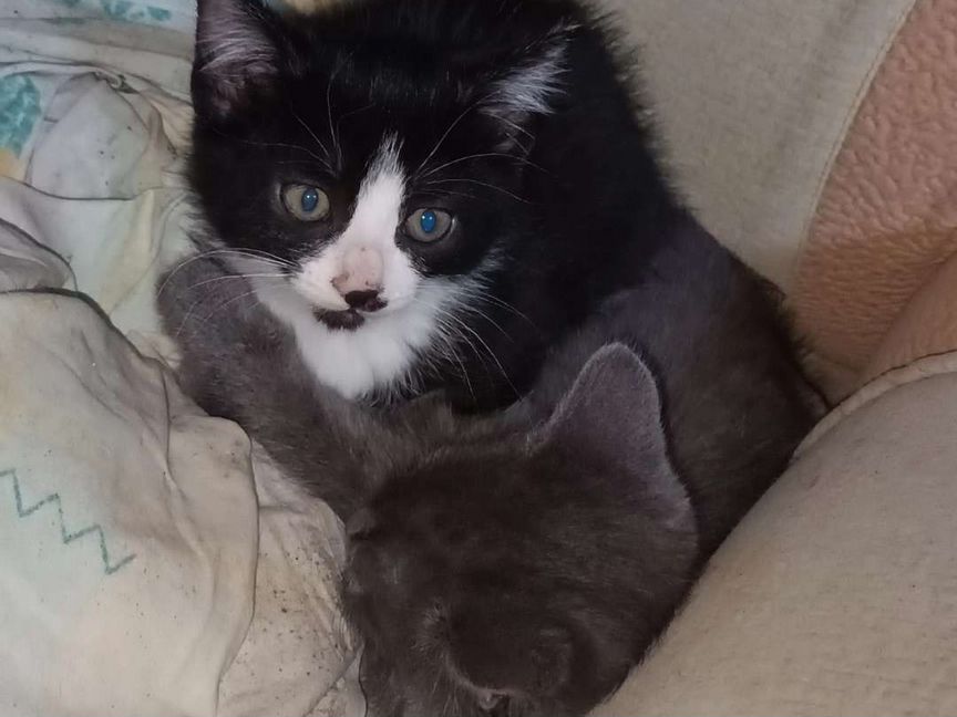 Котята в добрые руки бесплатно 2 кота 1 кошечка