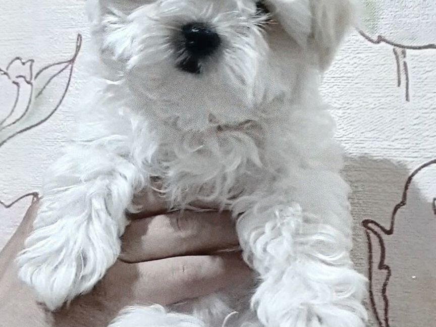 Шикарные малыши Мальтезе