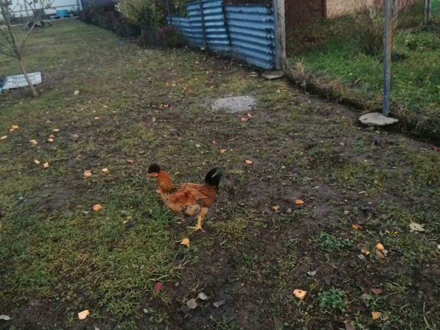 Петушок, выведен 11 августа текущего года