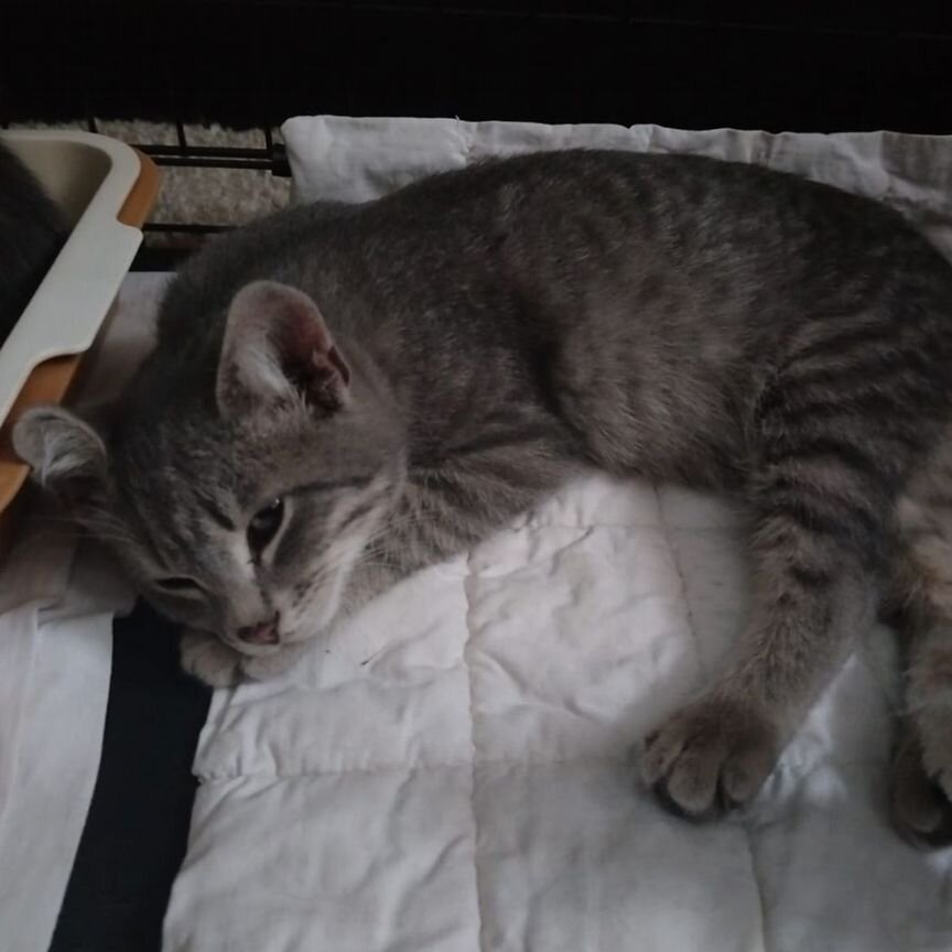 Котёнок в добрые руки