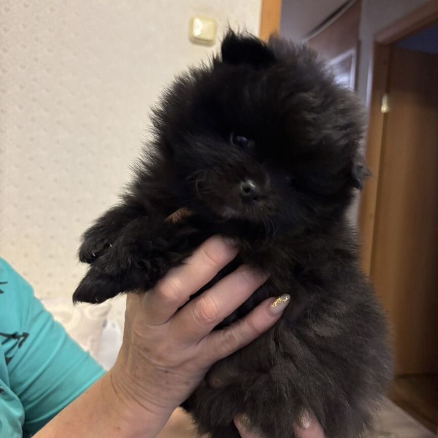 Померанский шпиц медвежьего типа