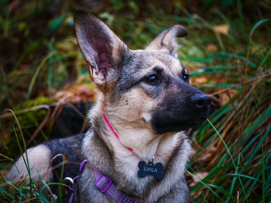 Щенок грустит в приюте