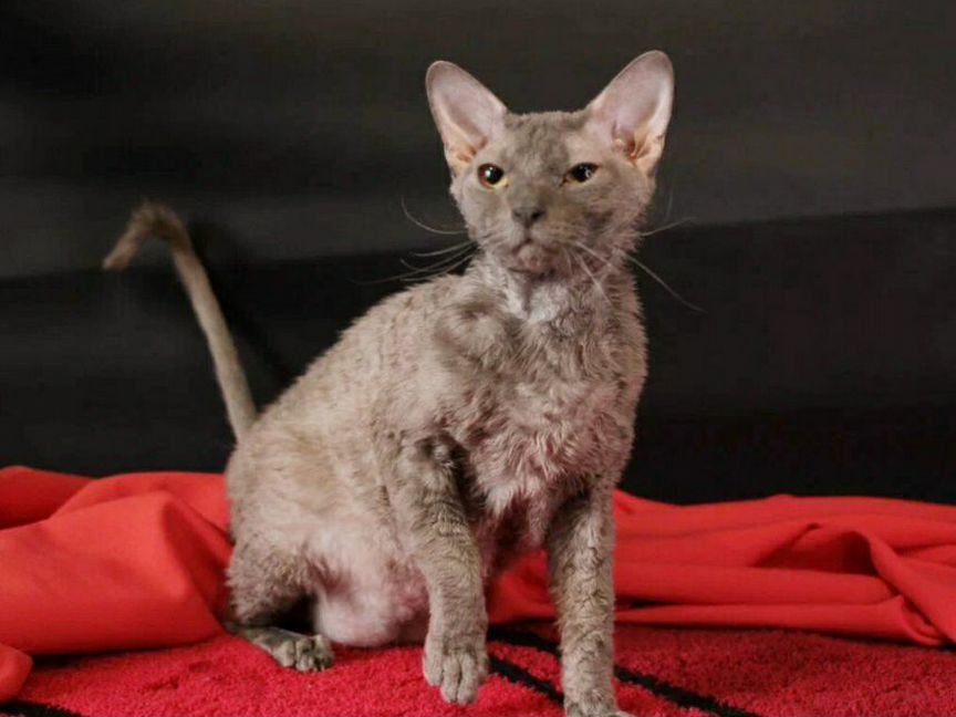 Отдам бесплатно,кудрявый мальчик