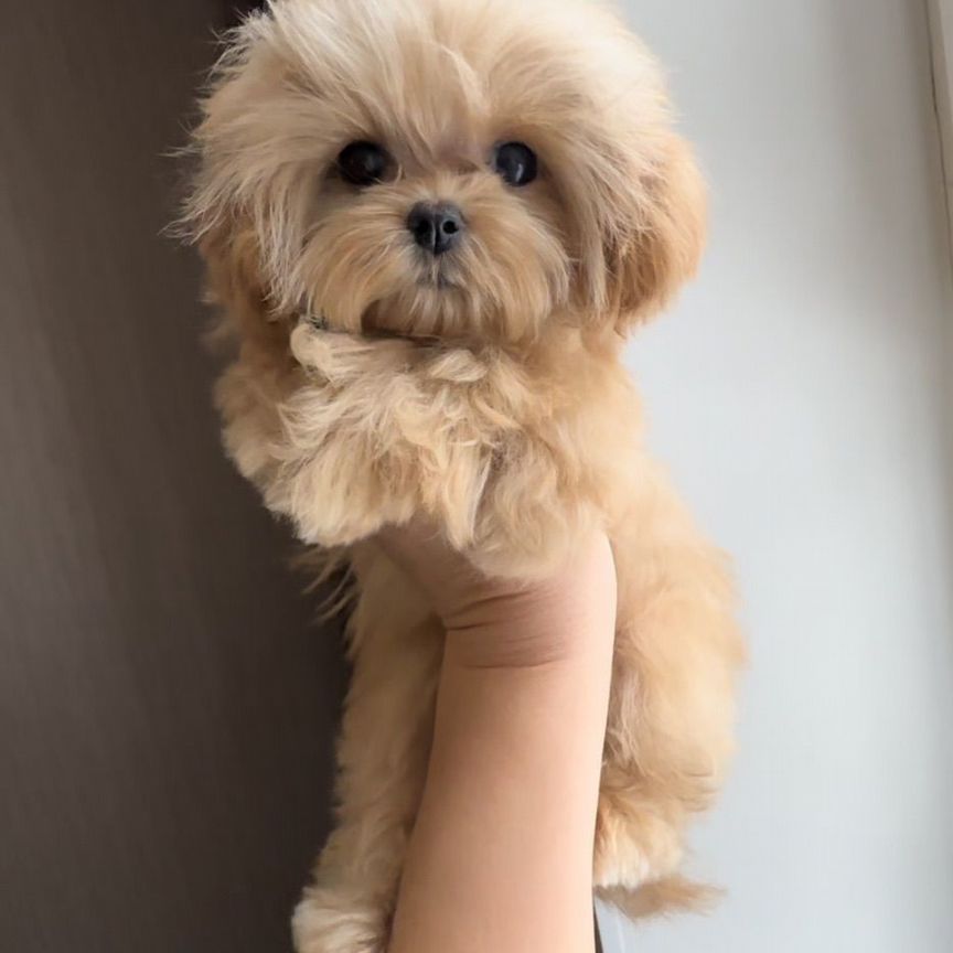 Экстра микро мальтипу из Кореи уже в Москве