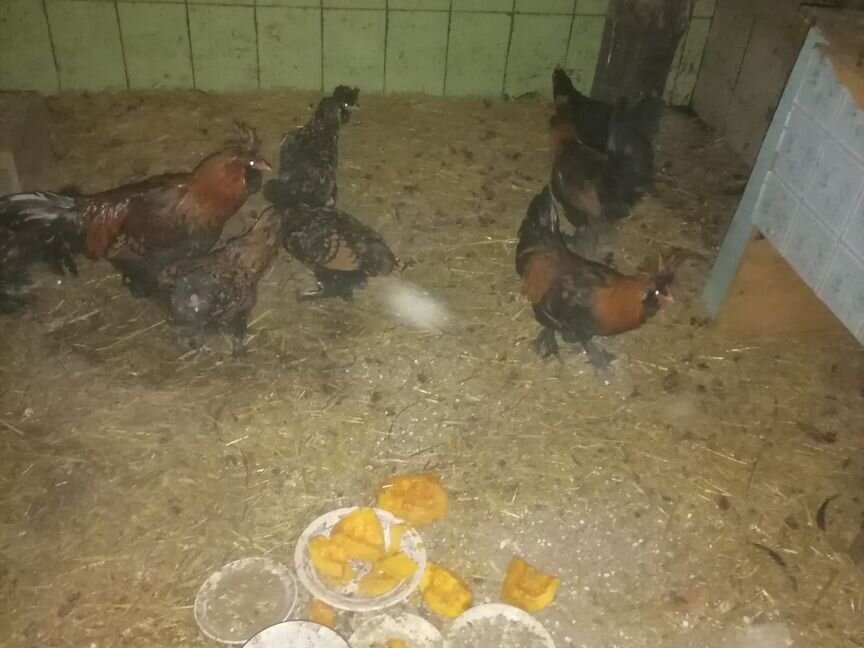 Петушок павловское золото