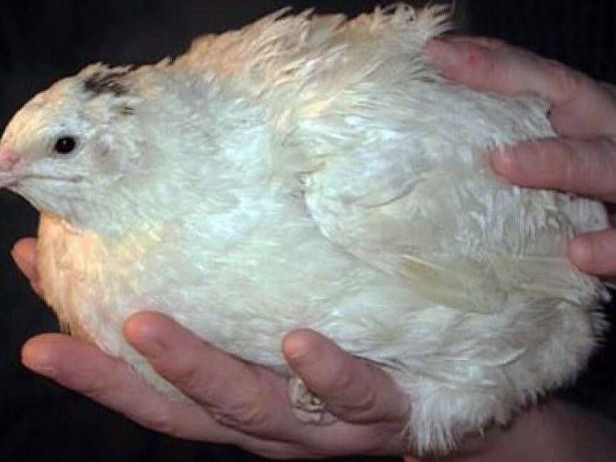 Продам цыплят перепелов породы техасский бройлер