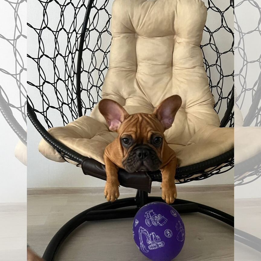 Французский бульдог, щенок