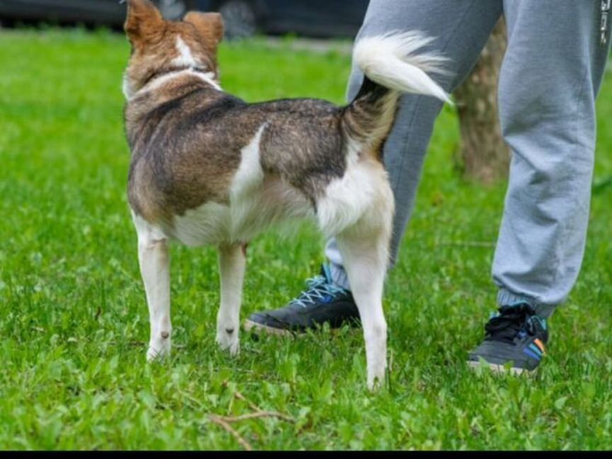 Собачка Лина на трёх лапках небольшая в дар