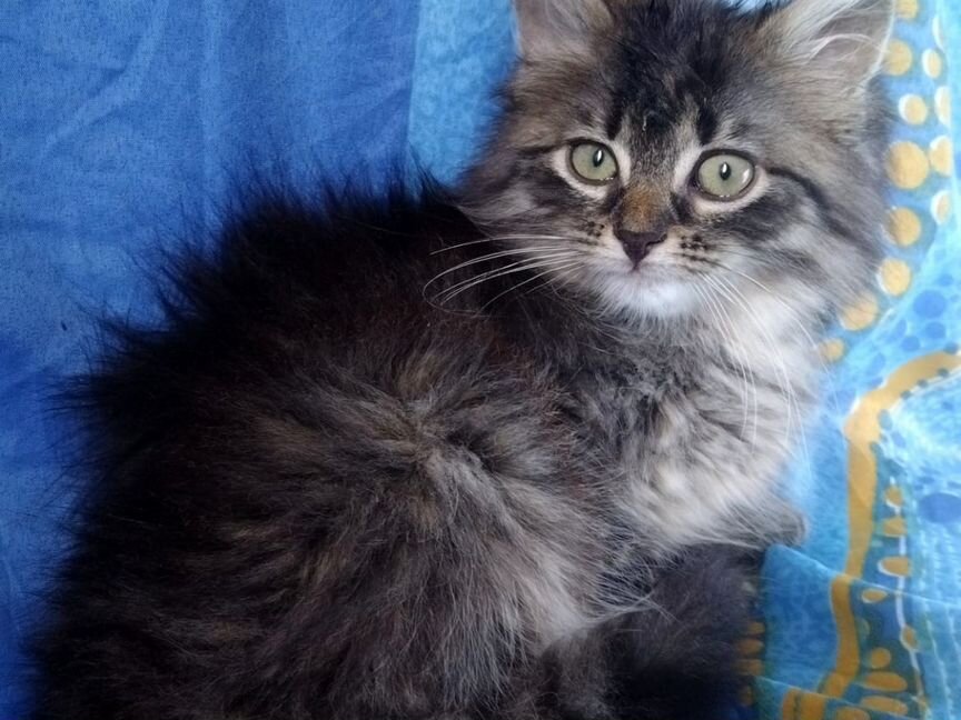 Сибирская красавица