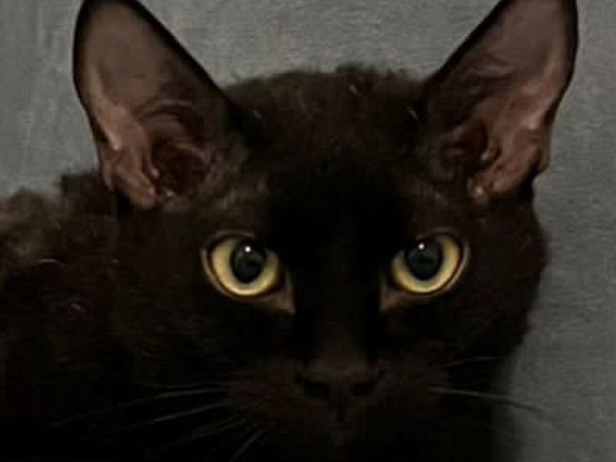 Кот