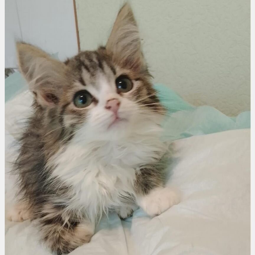 Котята бесплатно