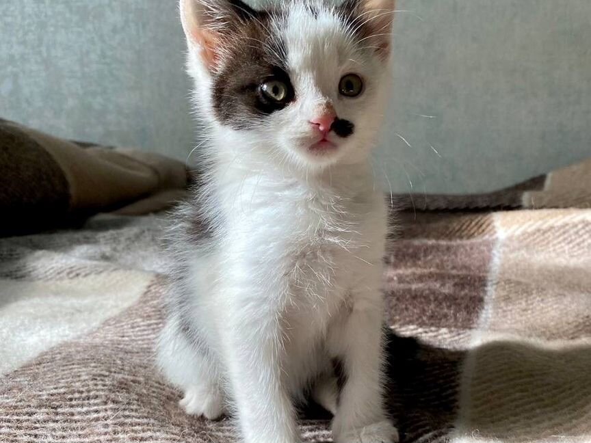 Котята в добрые руки бесплатно