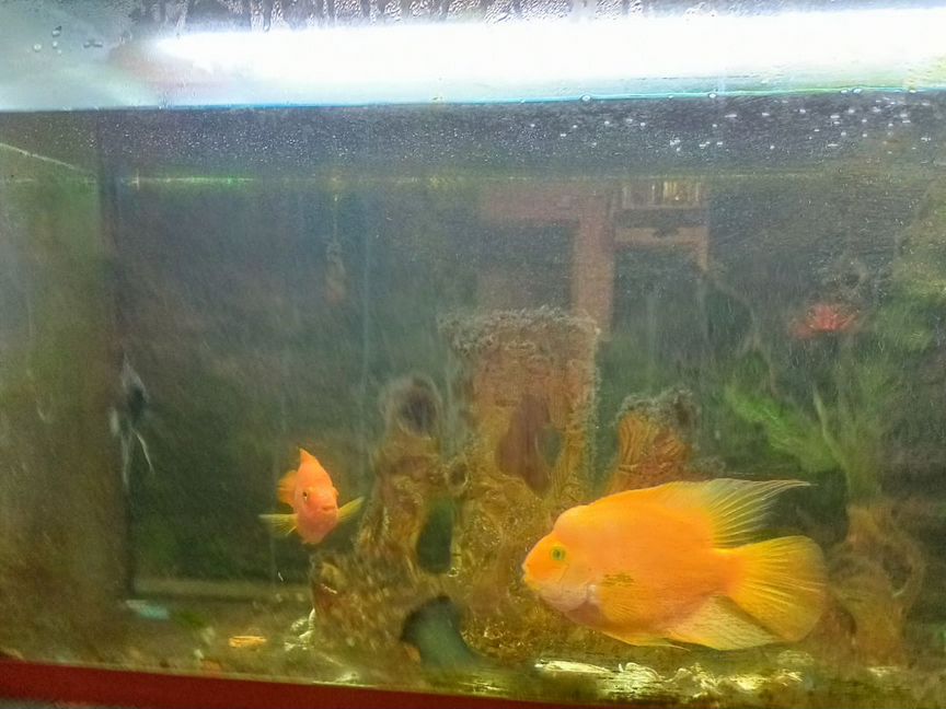 Аквариум с рыбками