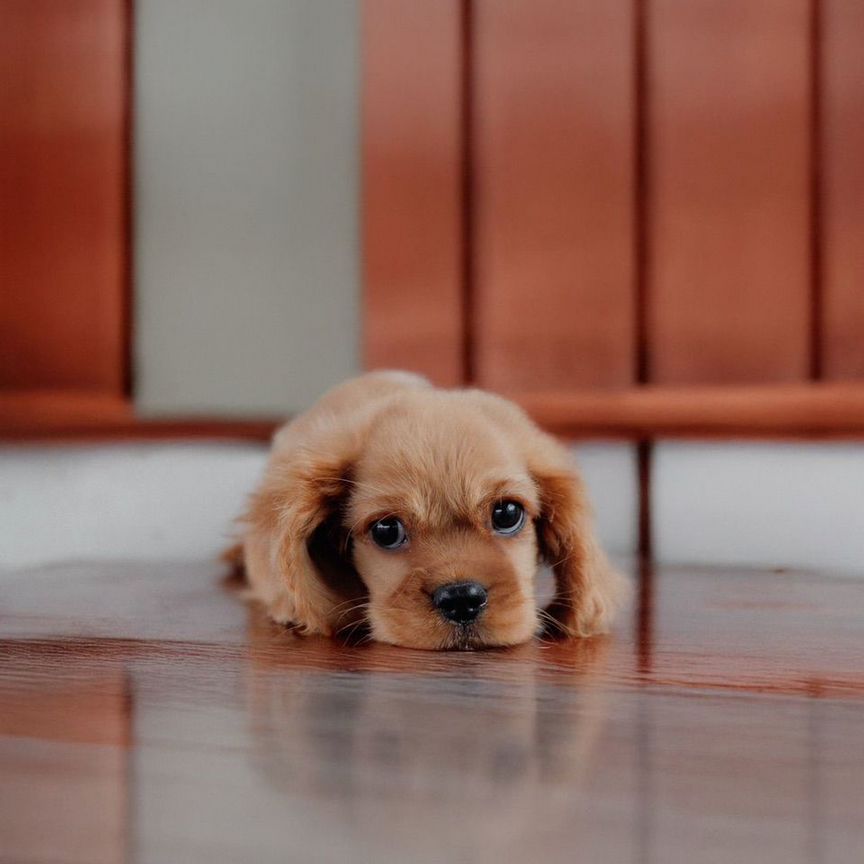 Кавалер кинг чарльз спаниель