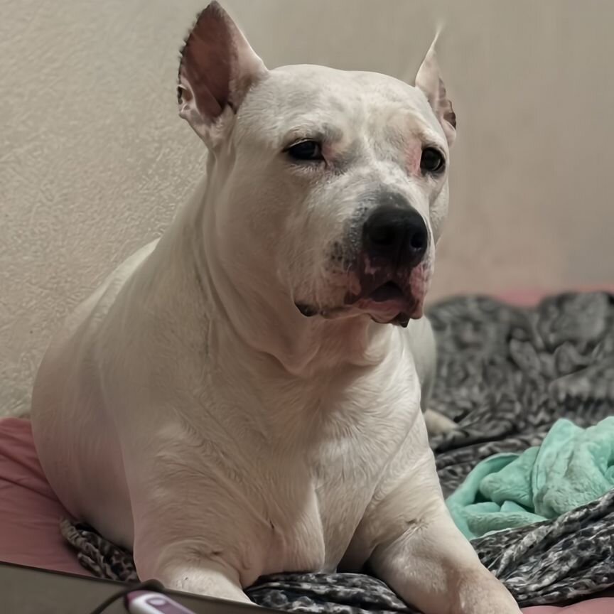 Американский стаффордширский терьер, взрослая собака