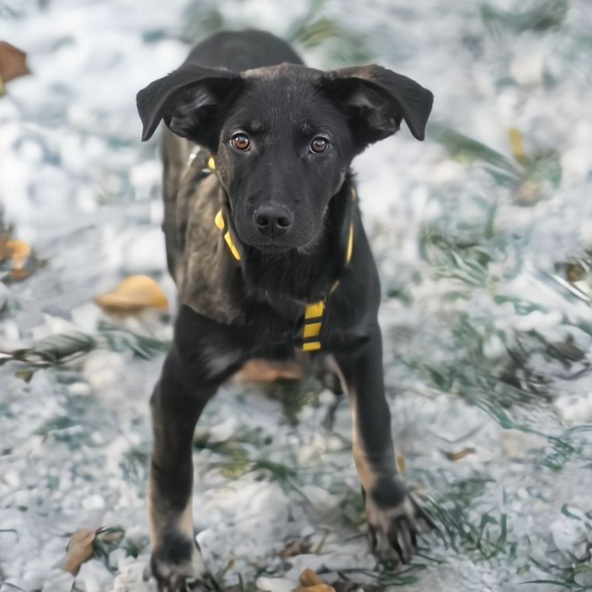 Щенок в добрые руки