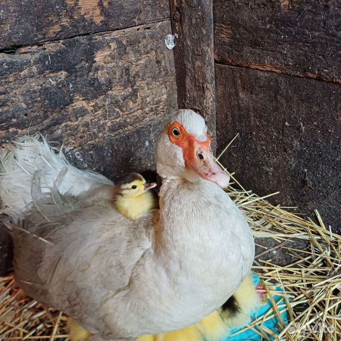 Утки, утята