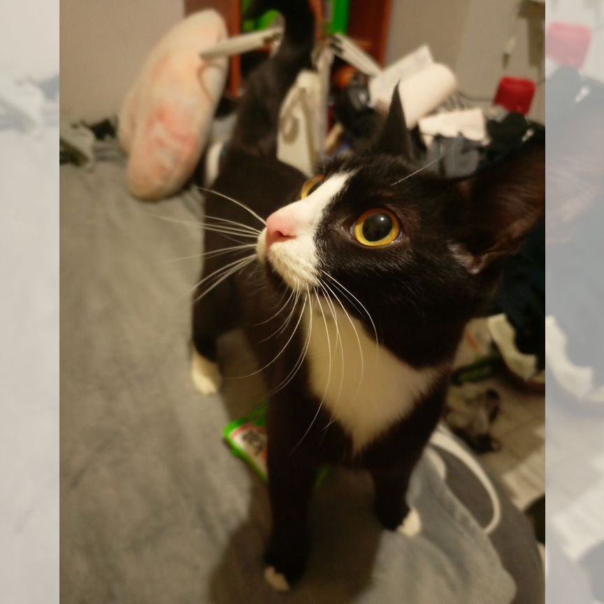 Взрослая кошка в добрые руки