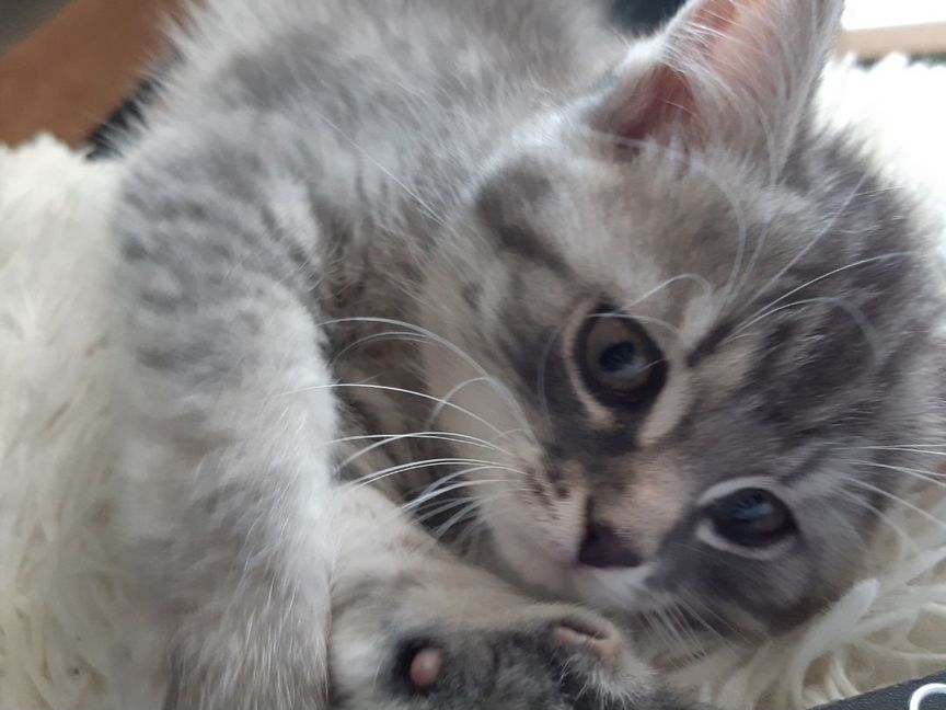 Леди само совершенство