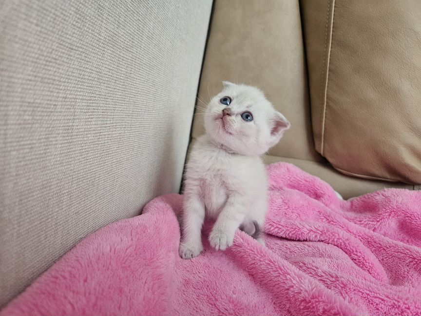 Шотландская кошечка