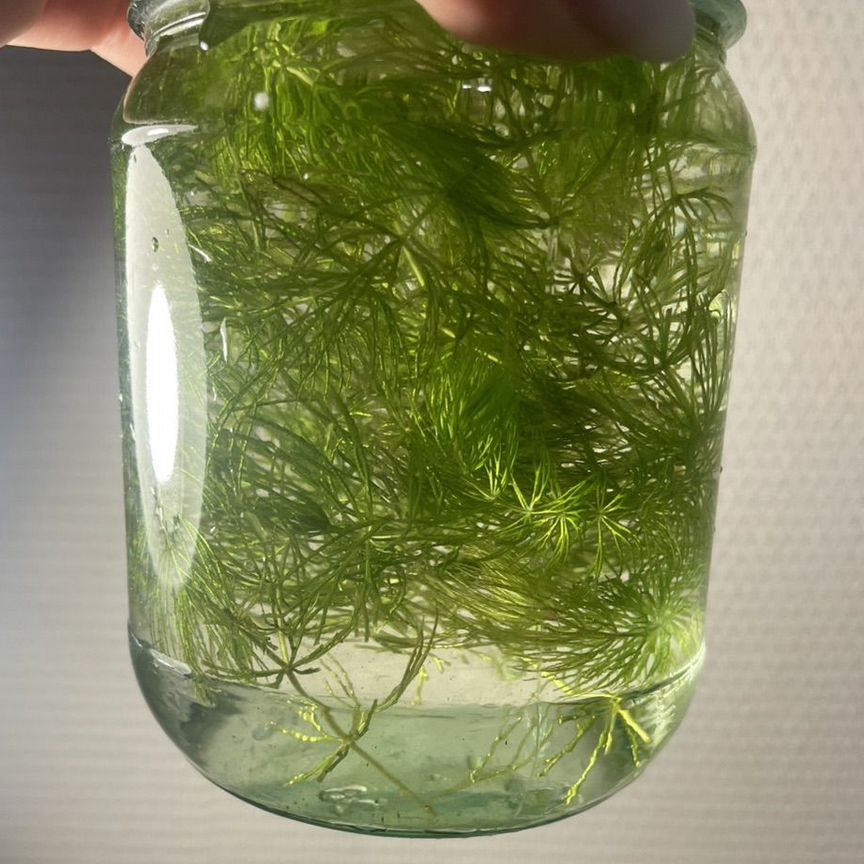 Роголистник