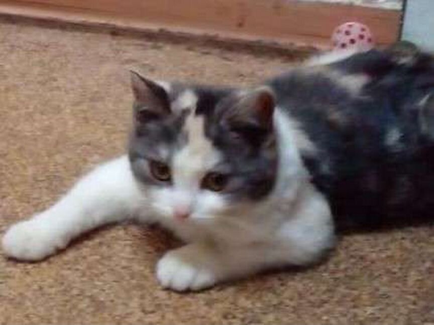 Трёхцветная кошечка котенок