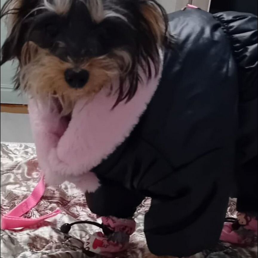 Собачка мини-йëрик