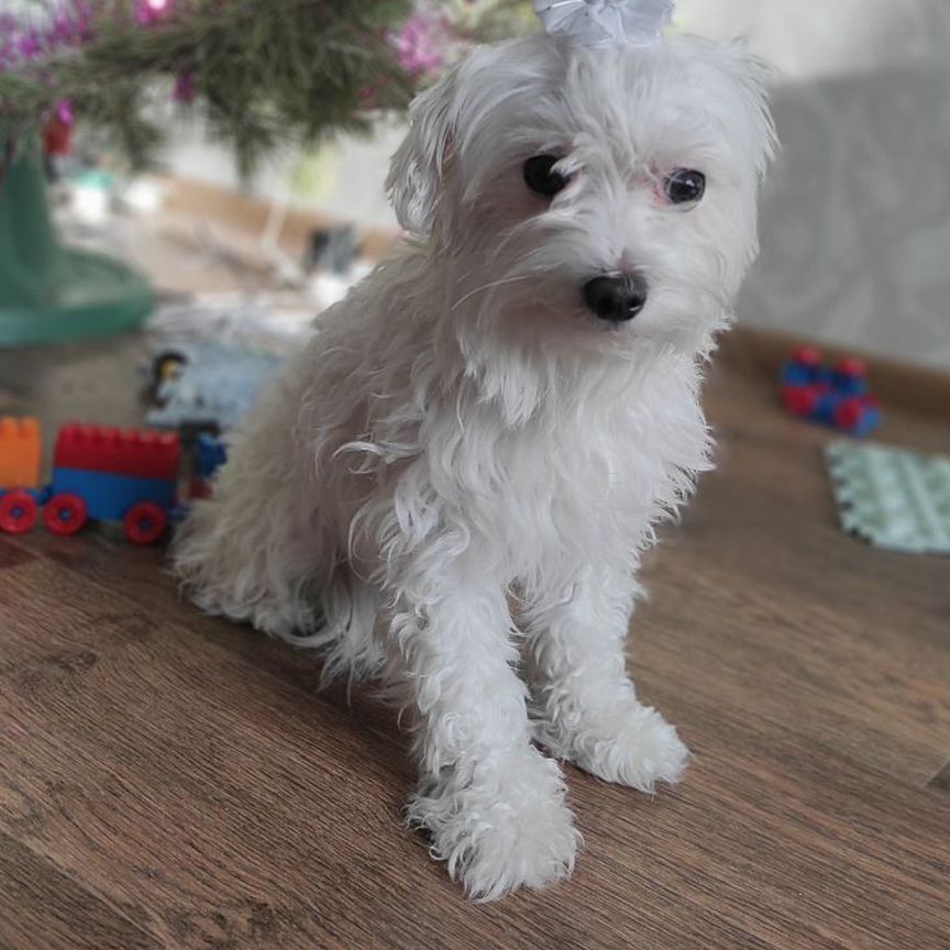 Мальтийская болонка девочка